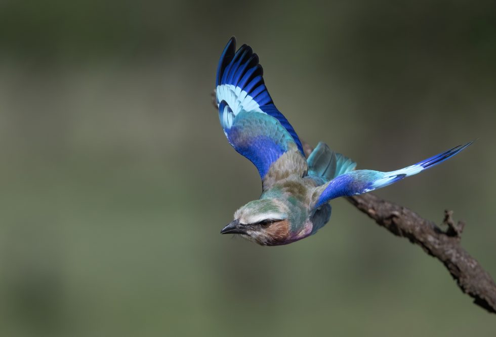 Wildlife Photography Blog | WildNature Photo Expeditions