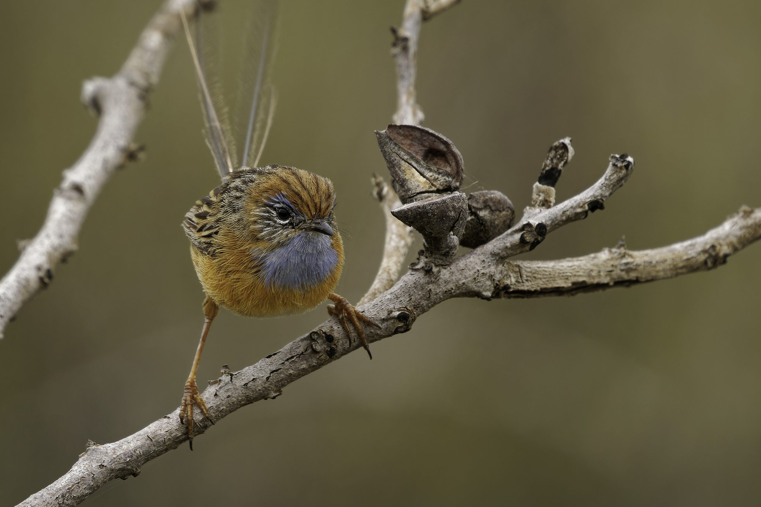 8 Day Bird Photography Workshop - Victoria - WildNature Photo Expeditions